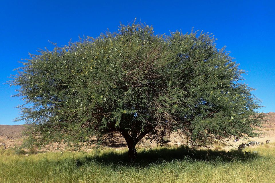 Al Yasmina 1 : 1/1-21 - Compte-rendu de mission Hoggar-Tefedest